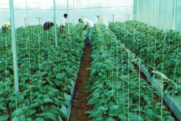 INDO BLOOM : Horticulture and Research Center